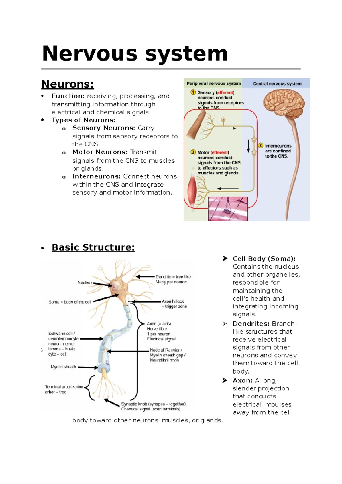 ANHB 1102 Nervous system Notes - Nervous system Neurons: Function ...