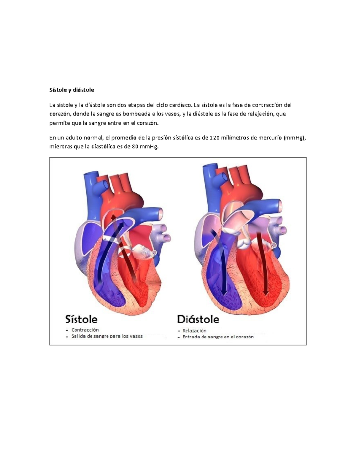 Sístole y diástole - Apuntes 1-3 - Sístole y diástole La sístole y la ...