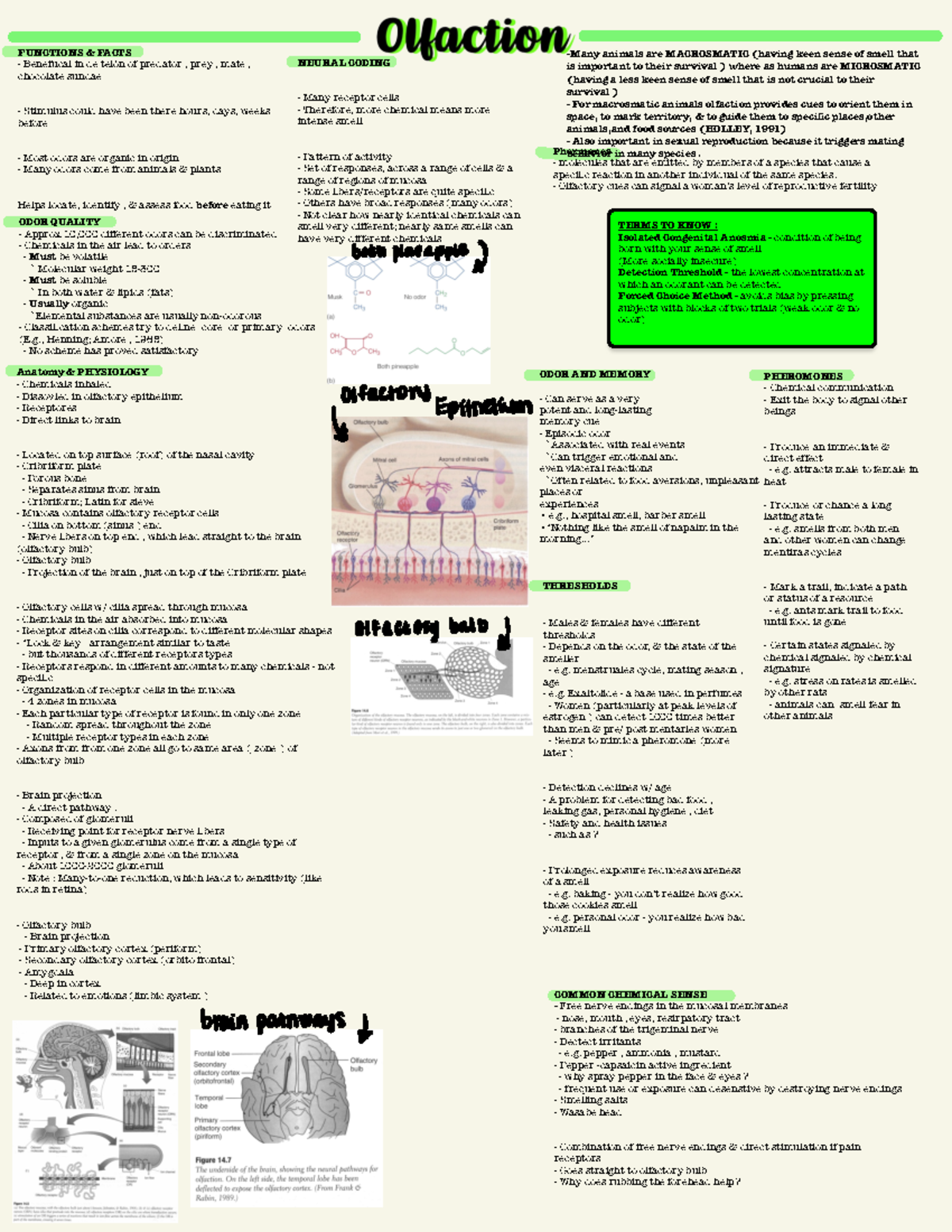 - Olfaction -Many animals are MACROSMATIC (having keen sense of smell ...