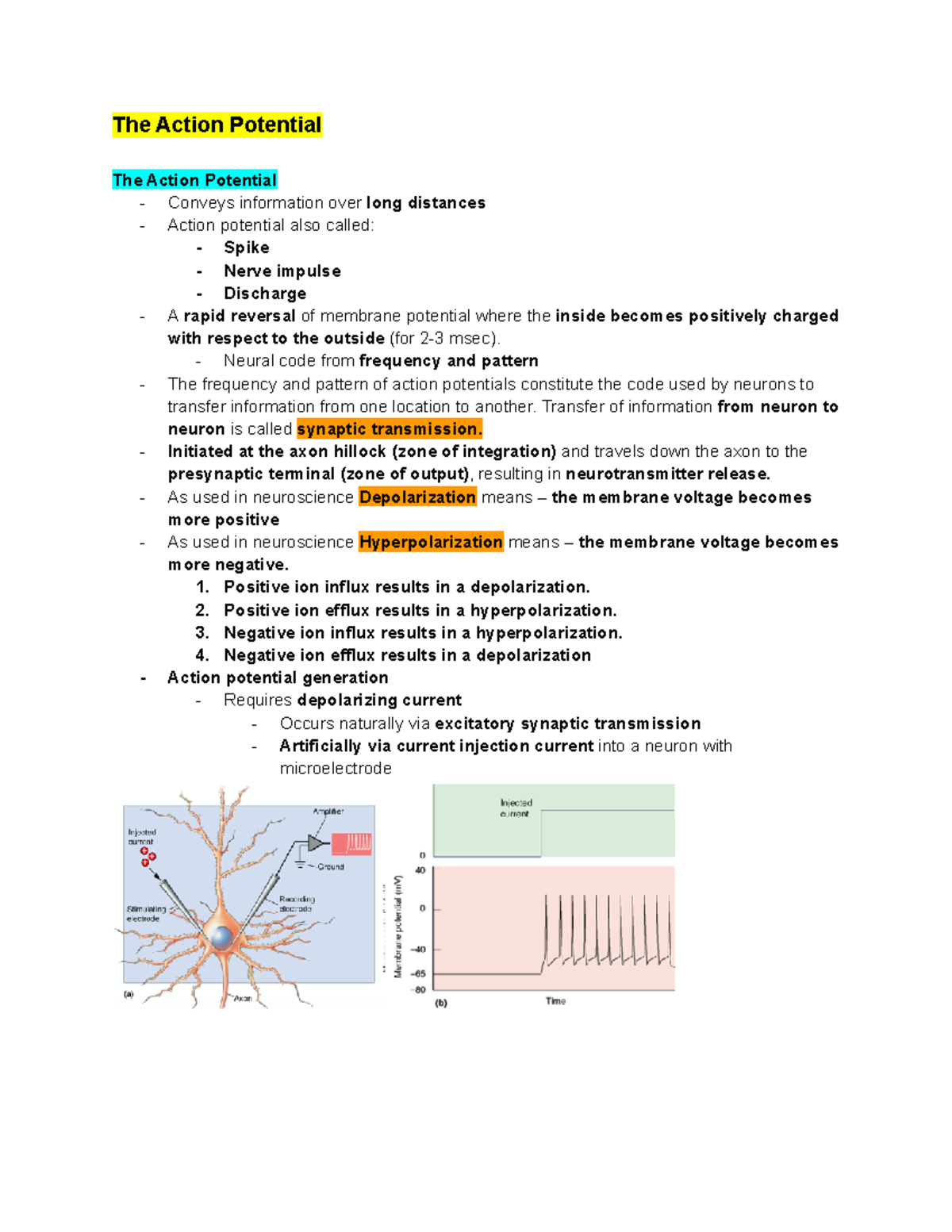 CBNS 106 Lec. 4 (Action Potential) - The Action Potential The Action ...