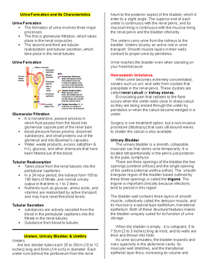 The Urinary System - Notes - The Urinary System The kidneys, which ...