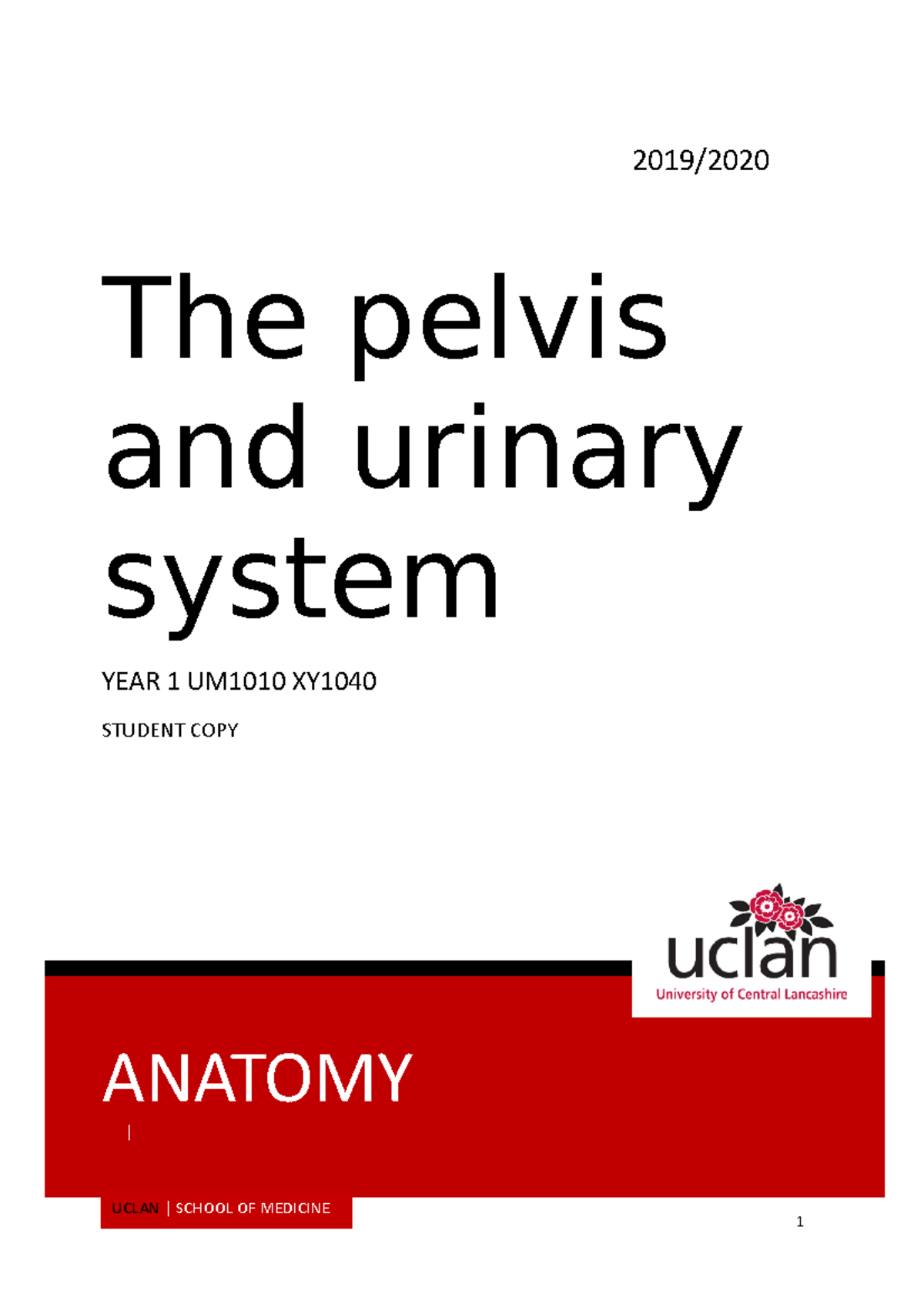 Pelvis AND Urinary System Student Version - ANATOMY | The pelvis and ...