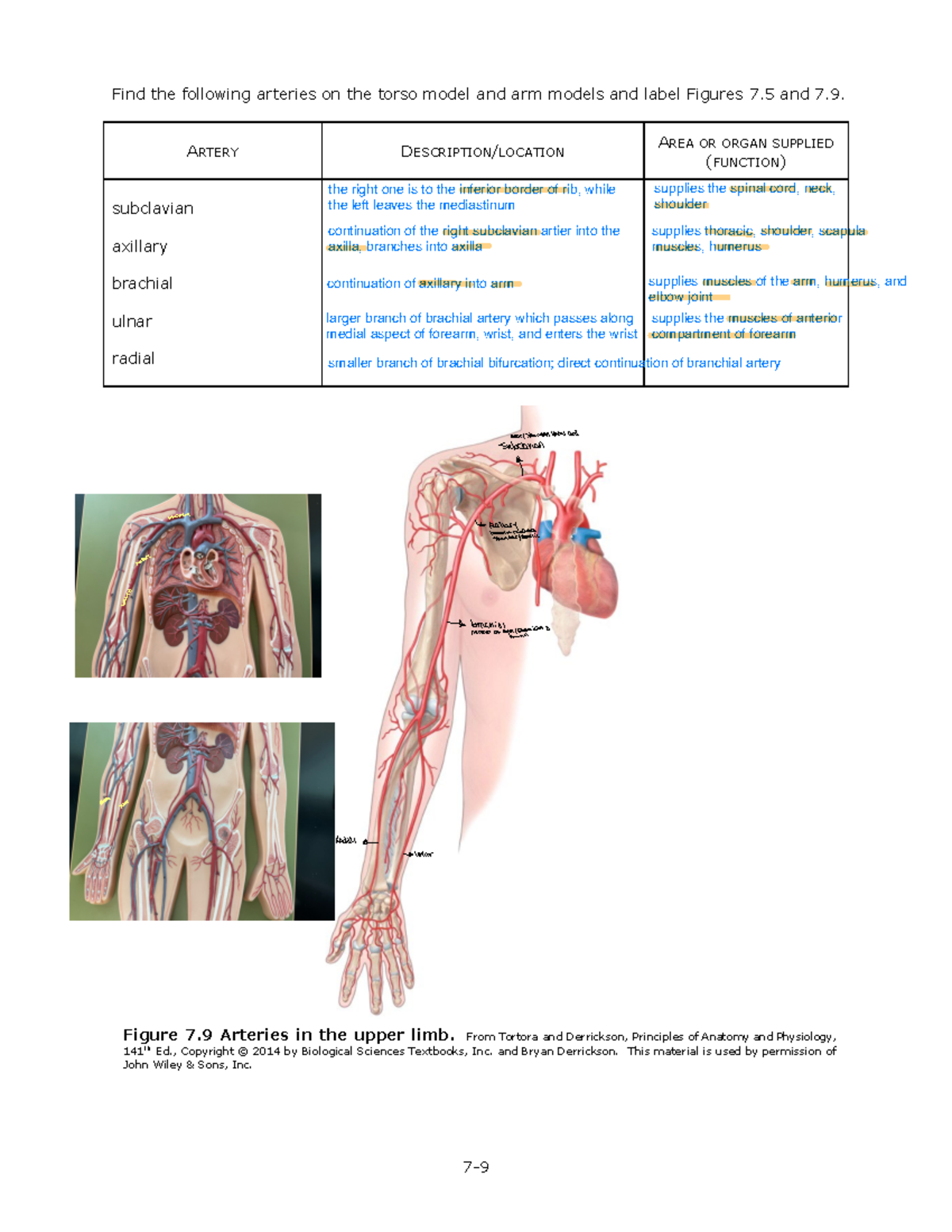 LAB 7 - CVS 3 - Lab 7 - Answer key - 7- Find the following arteries on ...