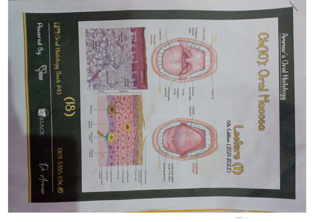 Oral Mucosa 1 - Oral biology - Oral Biology I - Studocu