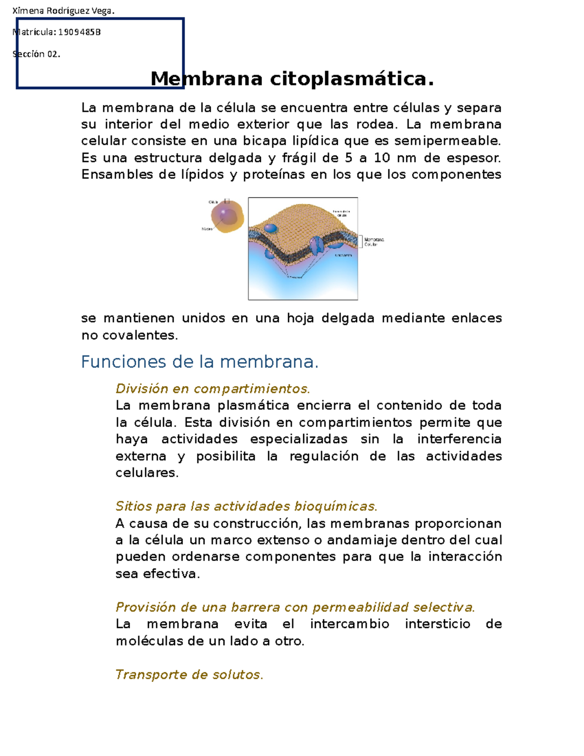 Membrana citoplasmática - La membrana de la célula se encuentra entre ...