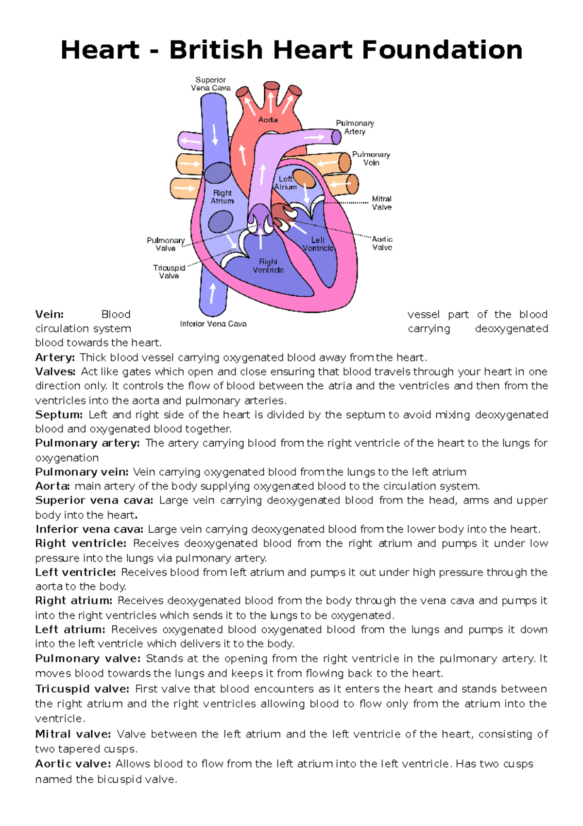 The Heart (structure and function of its components) - Heart - British ...