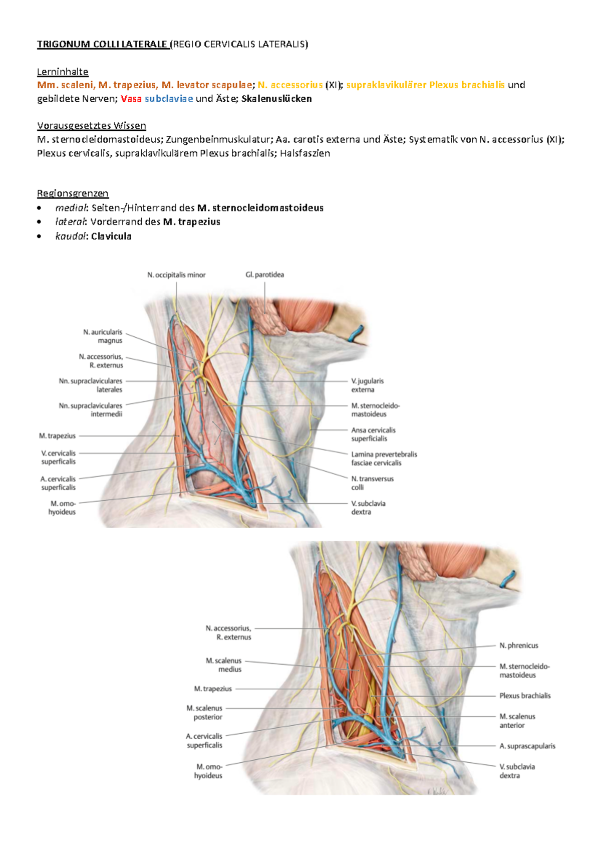 OM1 Trigonum colli laterale - TRIGONUM COLLI LATERALE (REGIO CERVICALIS ...