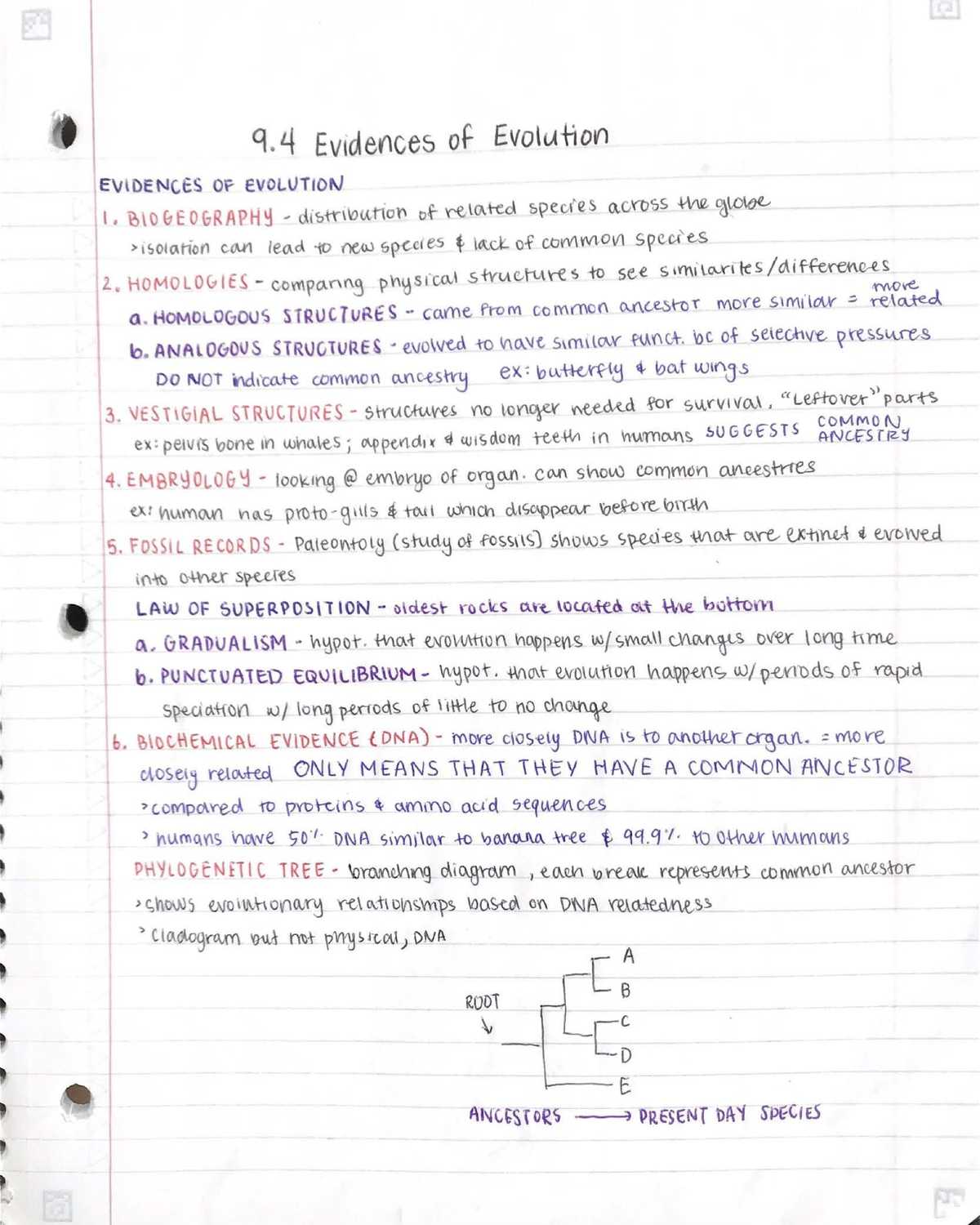 Evolution Notes - Studocu