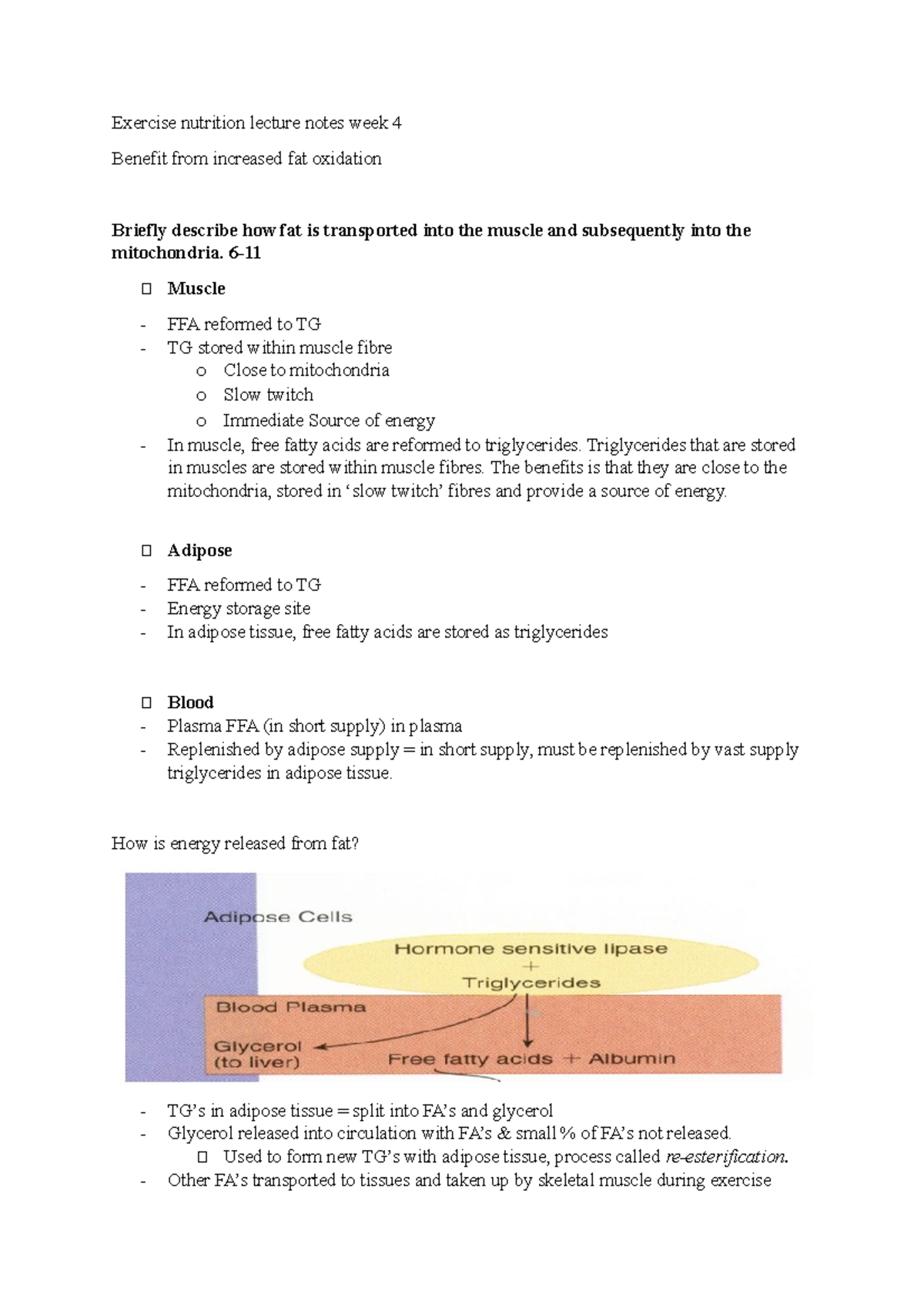 Exercise nutrition lecture notes week 4 - 6- ๏ Muscle FFA reformed to ...