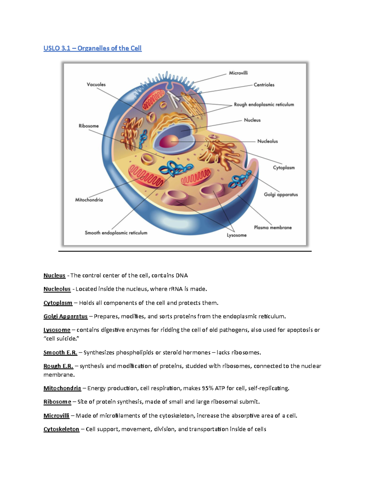 USLO 3 - study guides - USLO 3 – Organelles of the Cell Nucleus - The ...