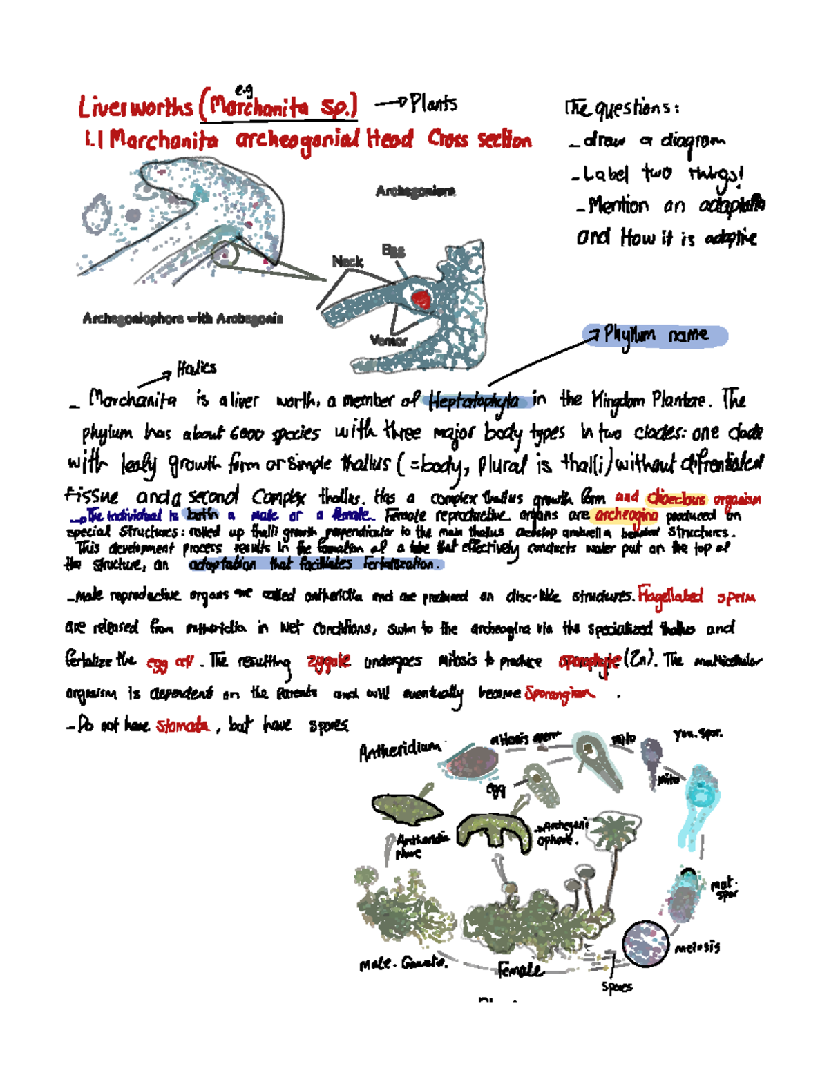 Practical lab - Lab notes - Liverworths Marchanita Sp Plants ...