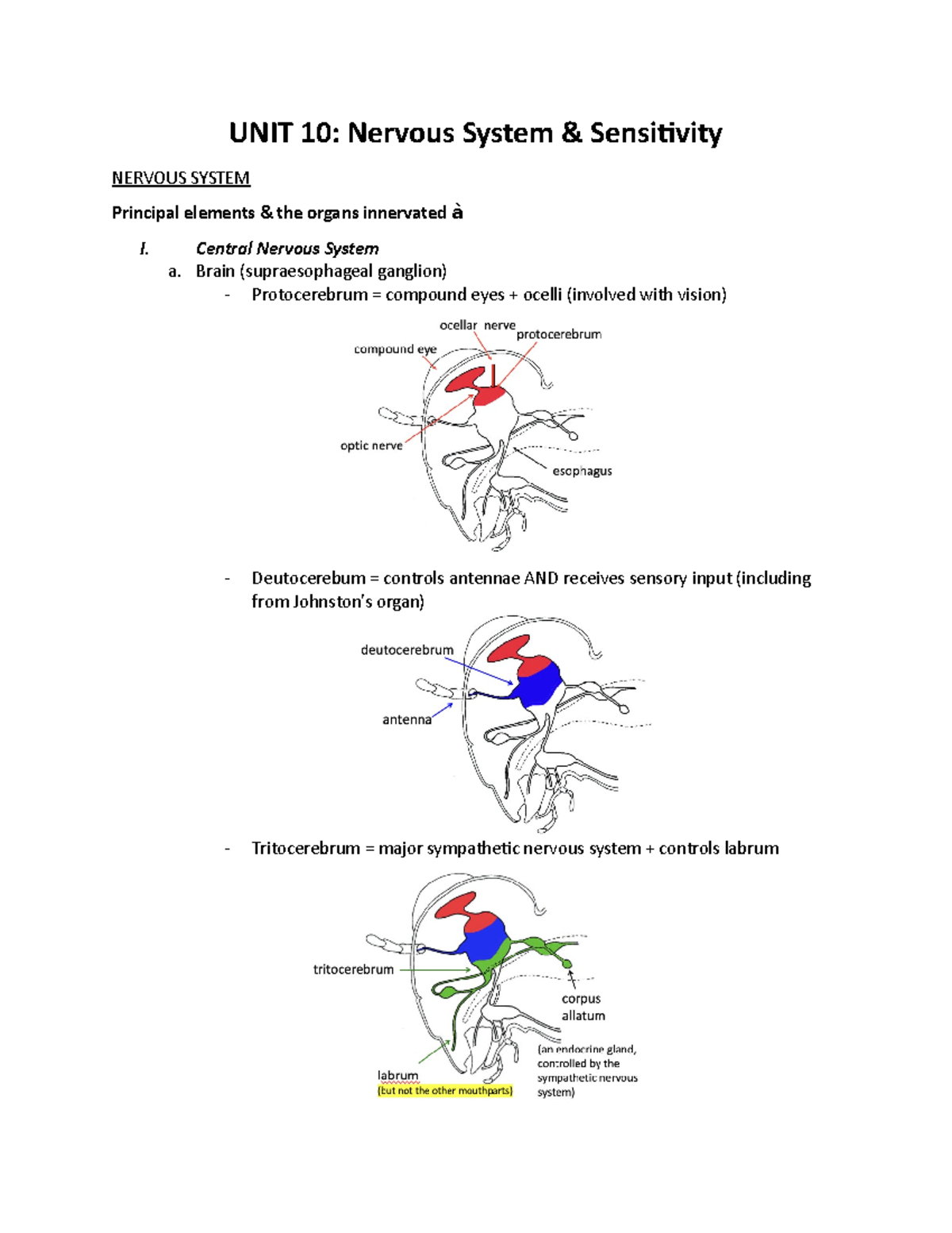 Unit 10 Nervous System & Sensitivity - UNIT 10: Nervous System ...