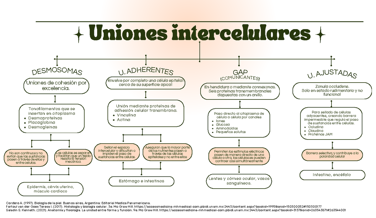 Mapa conceptual Uniones intercelulares - Envelve por completo una ...