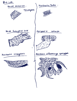 Arthro Echino chordata Worksheet - Arthropods, Echinoderms and Chordata ...