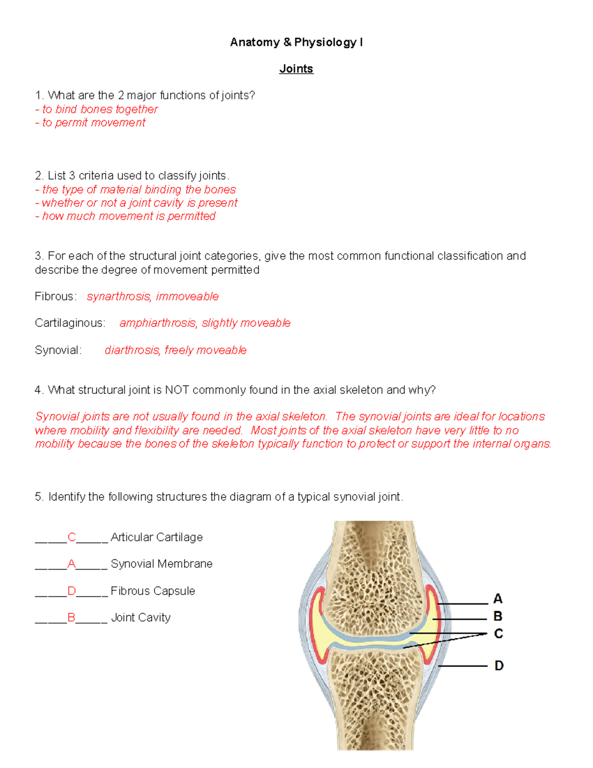 Lab (KEY)- Joints - Anatomy & Physiology I Joints What are the 2 major ...