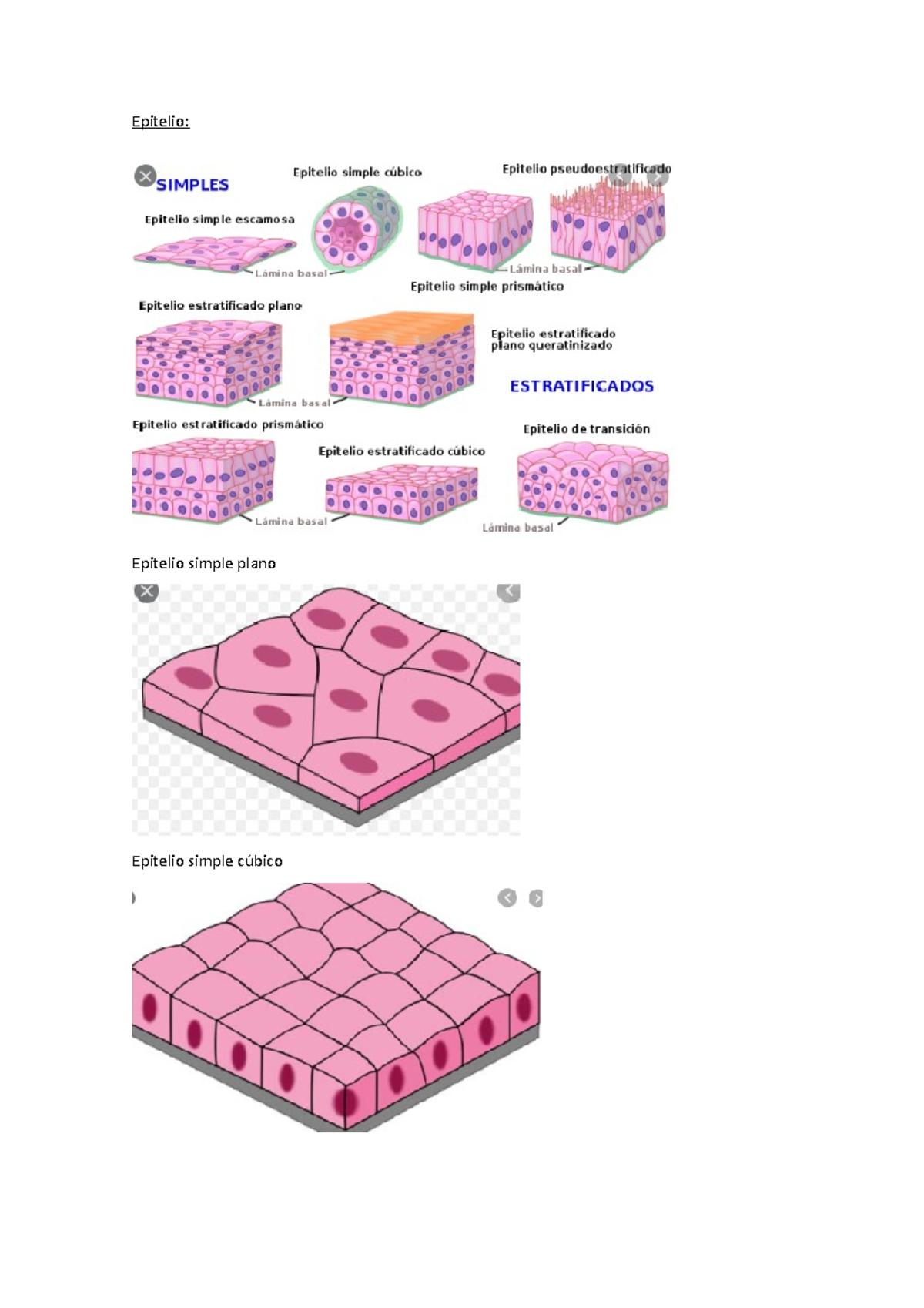 Atlas celular 2 - Epitelio: Epitelio simple plano Epitelio simple cúbico Epitelio simple ...