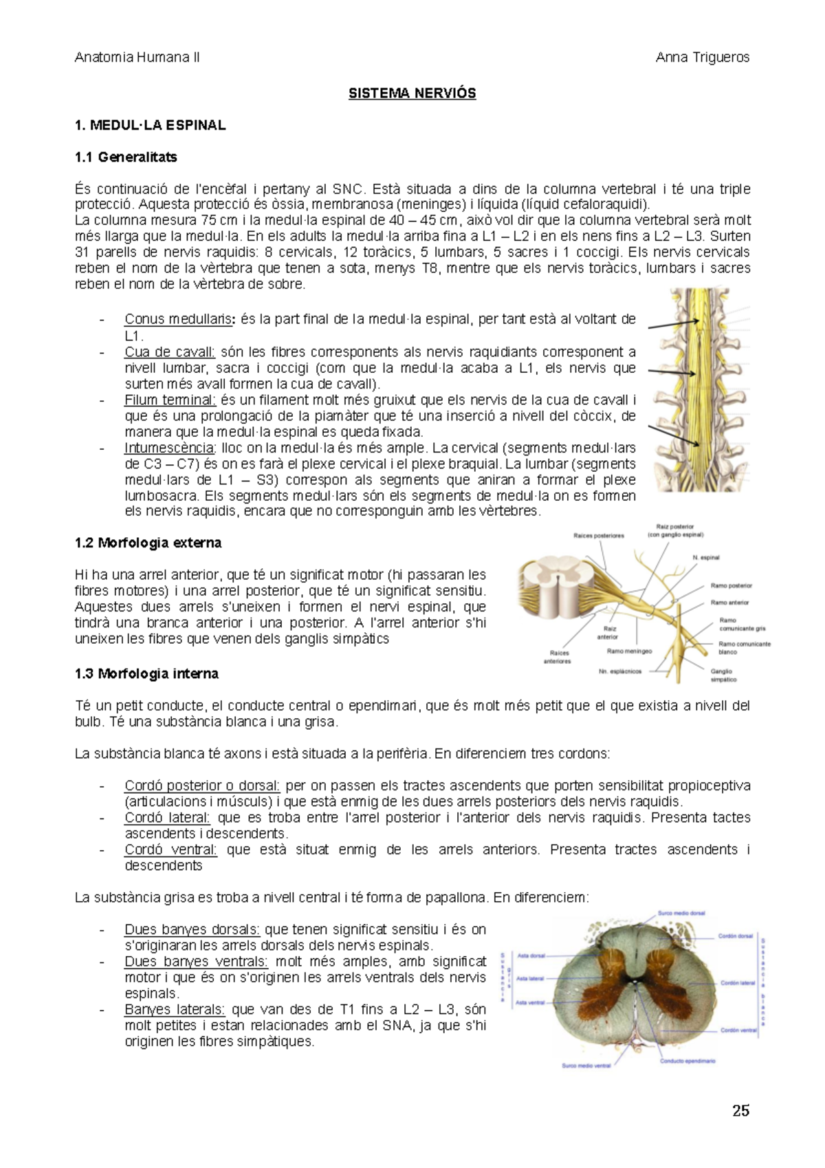 4. Sistema nerviós: medula espinal - Anatomia Humana II Anna Trigueros ...