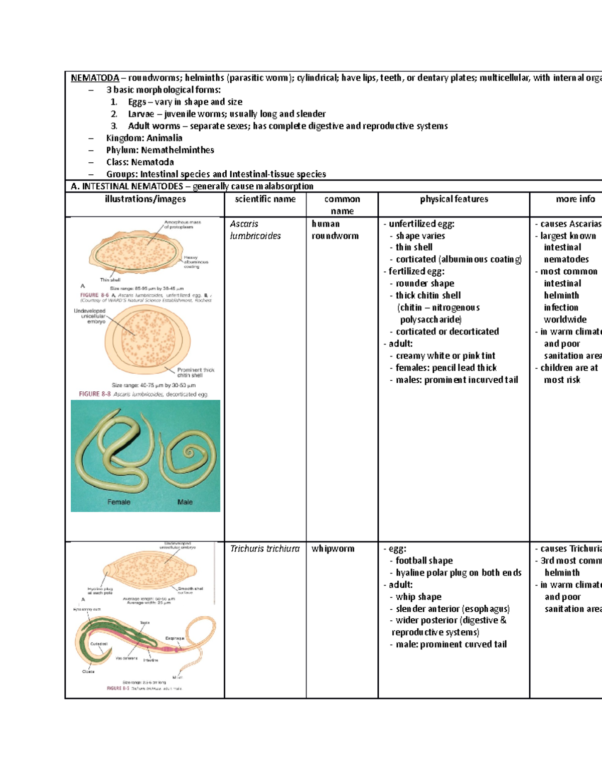 Nematoda - Parasitology notes on Nematodes - NEMATODA – roundworms ...