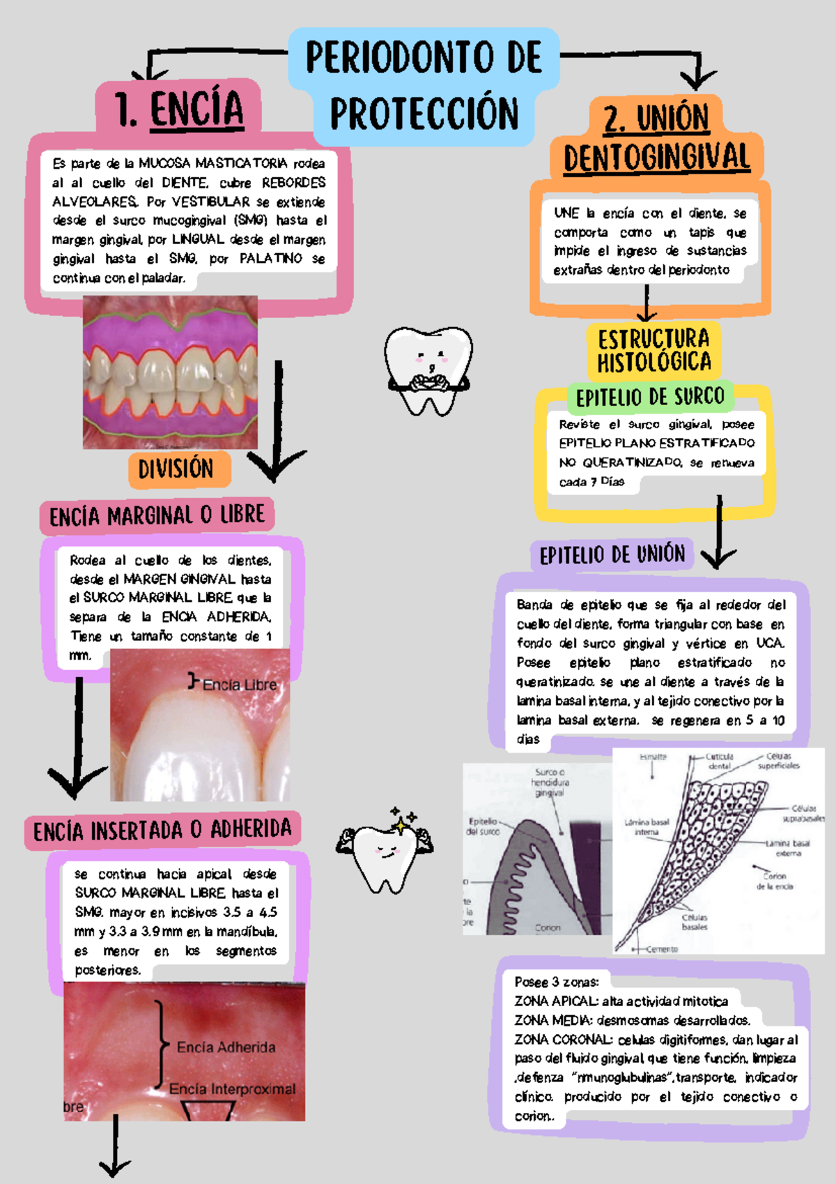 Periodonto de protección y de inserción - Reviste el surco gingival ...