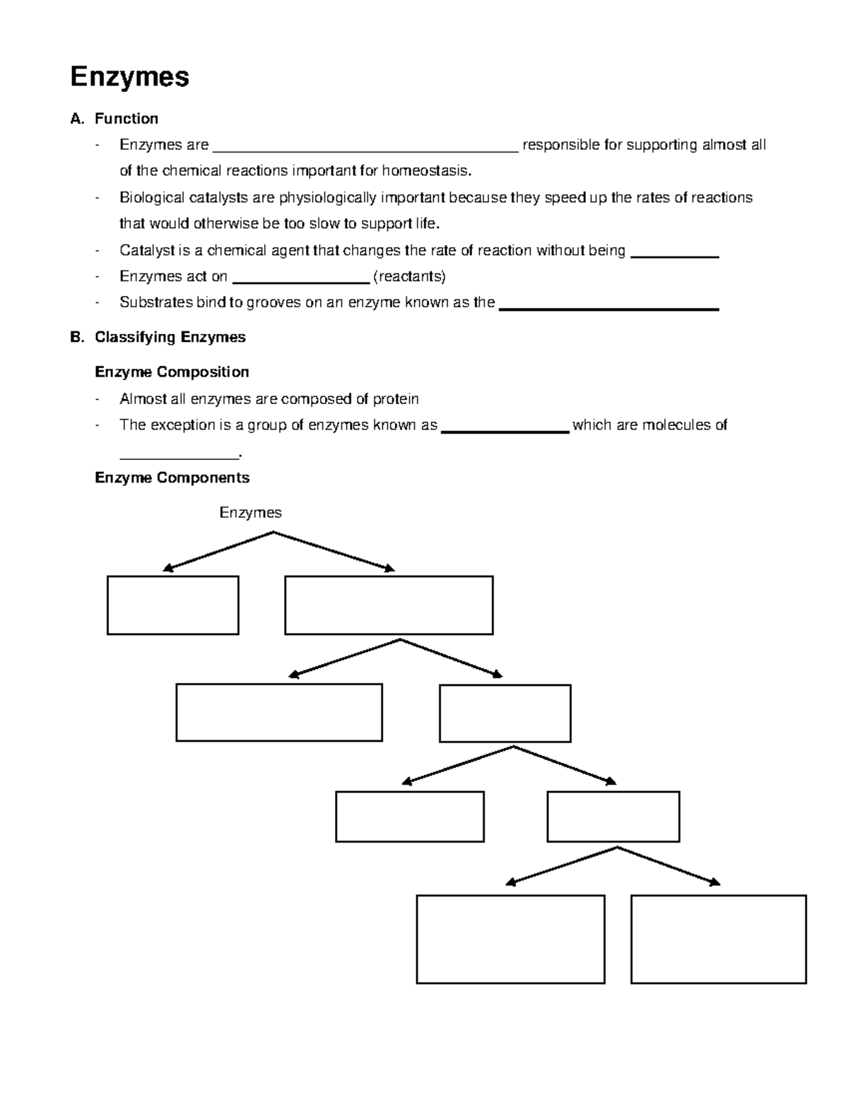 Enzymes Worksheet - Notes - Enzymes A. Function - Enzymes are