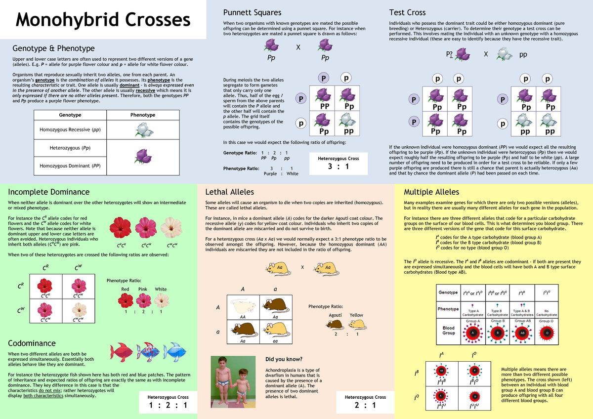 3) Monohybrid - Very informative notes for assignment - ####### 0 ...