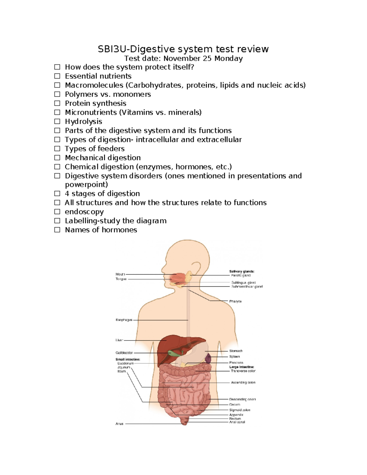 6-digestive system test review - SBI3U-Digestive system test review ...