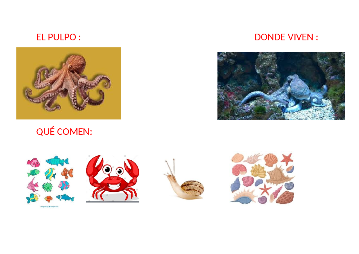 EL Pulpo - Lucas - Plan lector inicial - EL PULPO DONDE VIVEN : QUÉ ...