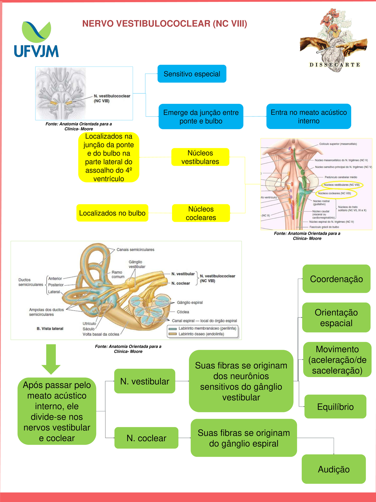 NC-VIII - Apunte - NERVO VESTIBULOCOCLEAR (NC VIII) Fonte: Anatomia ...