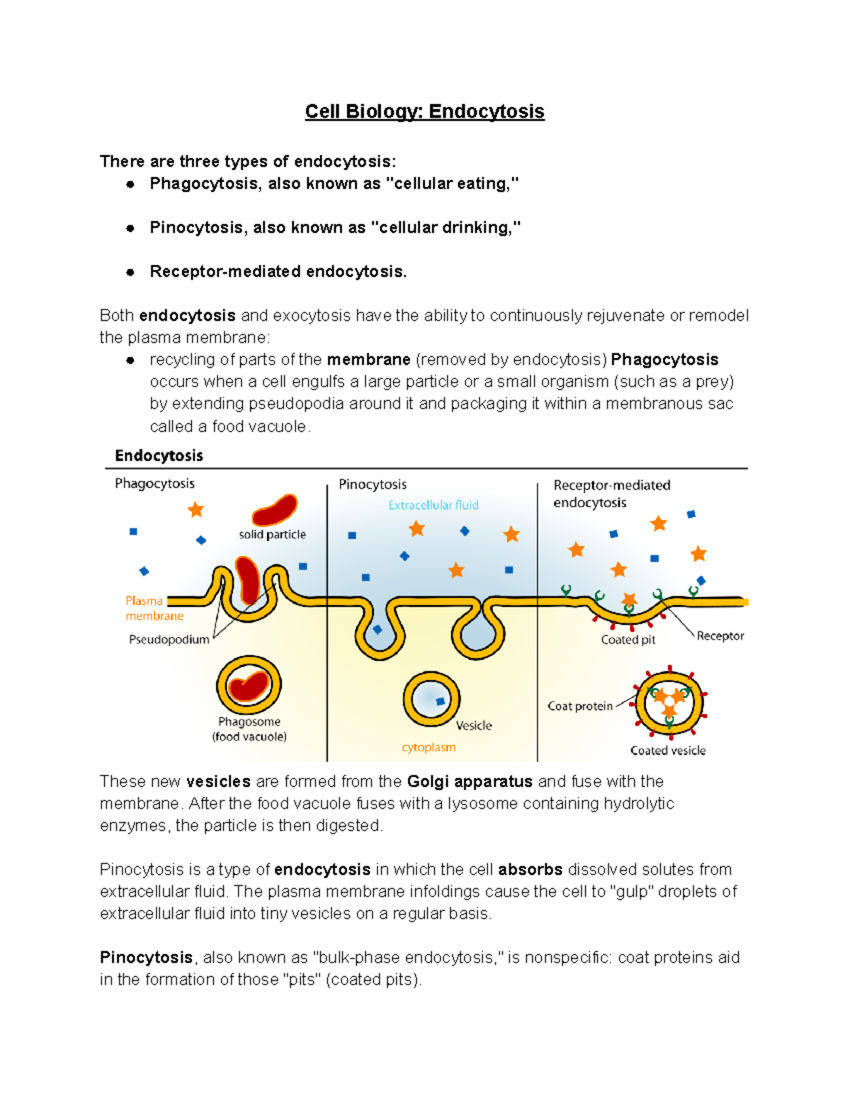 Cell Biology Endocytosis - Cell Biology: Endocytosis There are three ...