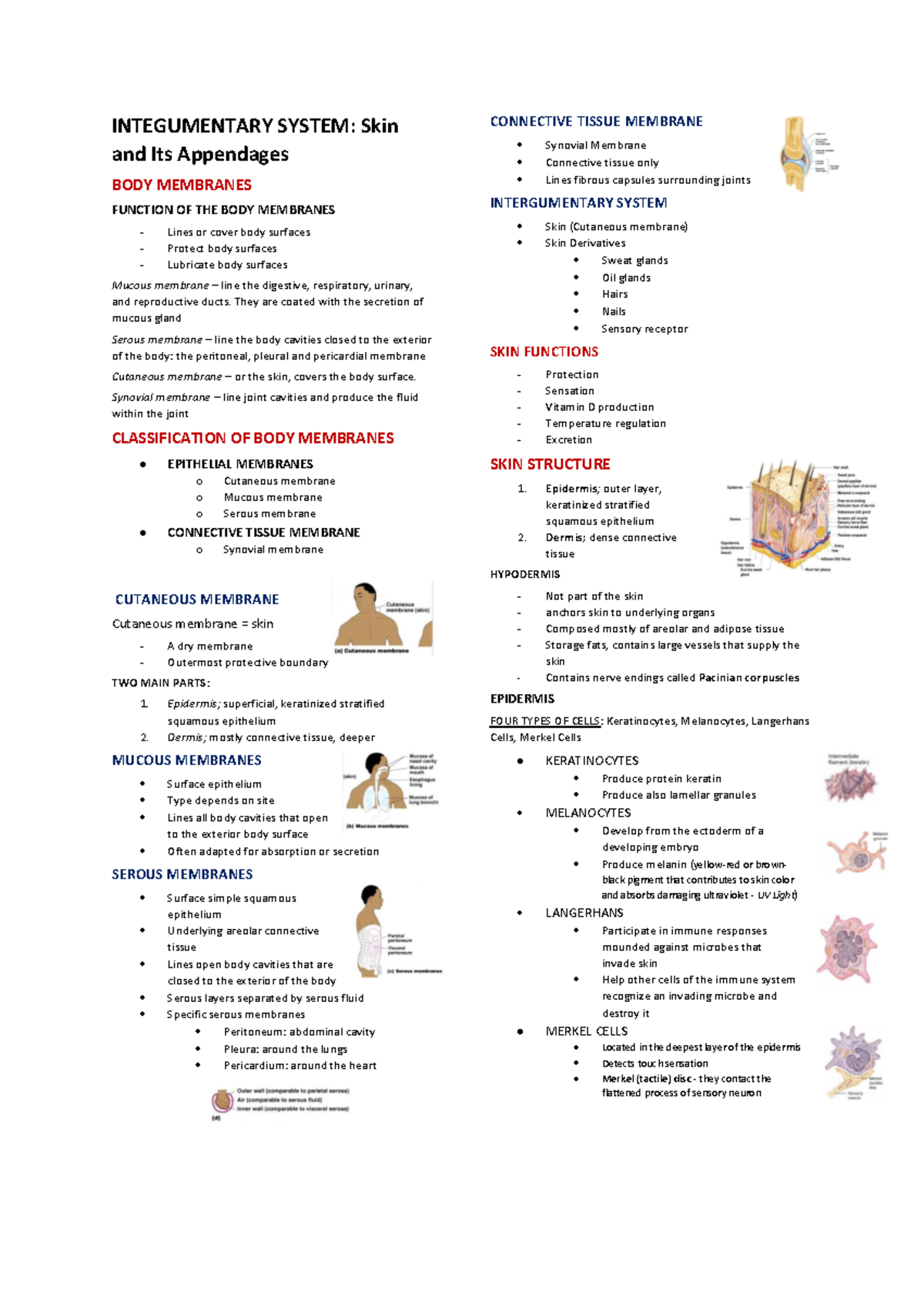 (W7) Integumentary System - INTEGUMENTARY SYSTEM: Skin and Its ...