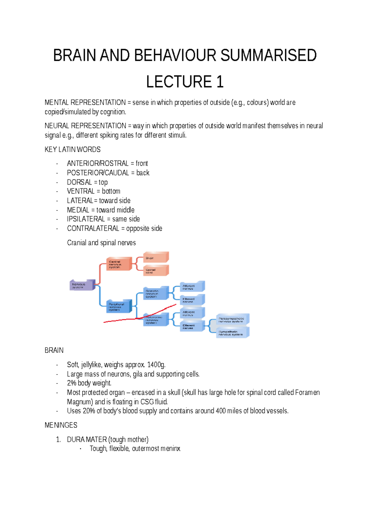 Brain and behav summ - BRAIN AND BEHAVIOUR SUMMARISED LECTURE 1 MENTAL REPRESENTATION = sense in ...