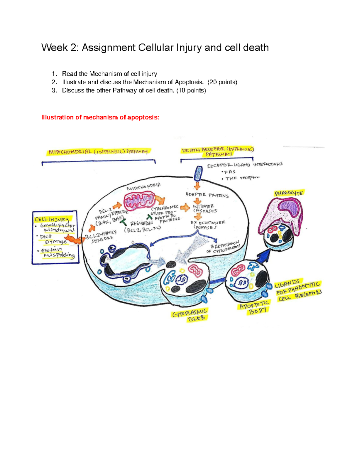 Histopath - Cell injury and cell death - Week 2: Assignment Cellular ...