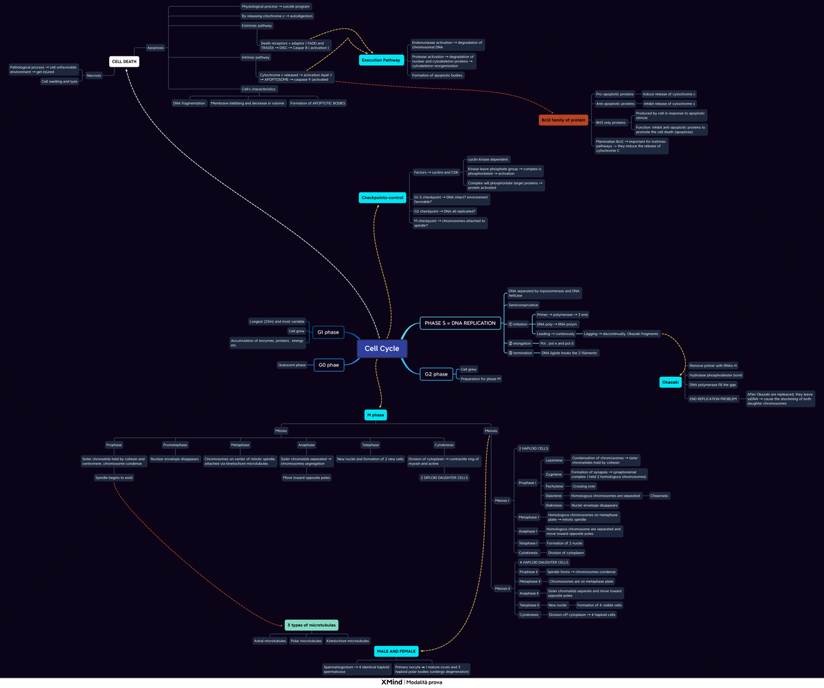Cell Cycle - map from xmind biology exam - Cell Cycle PHASE S = DNA ...