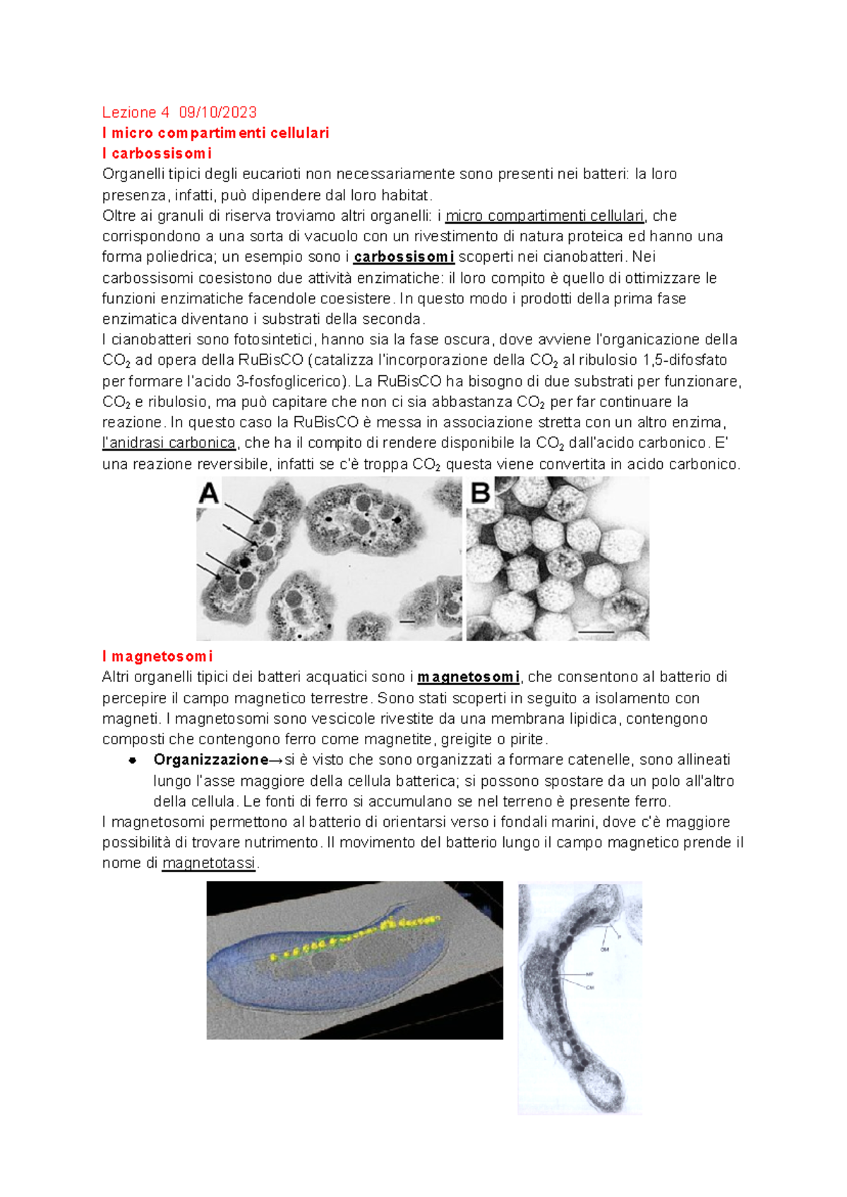 Microbiologia lez 4 prof Talà - Lezione 4 09/10/ I micro compartimenti ...
