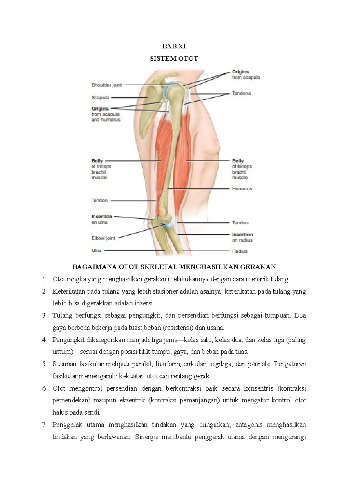 Anatomi Kedokteran - Sistem Rangka Axial - BAB XI SISTEM OTOT BAGAIMANA ...