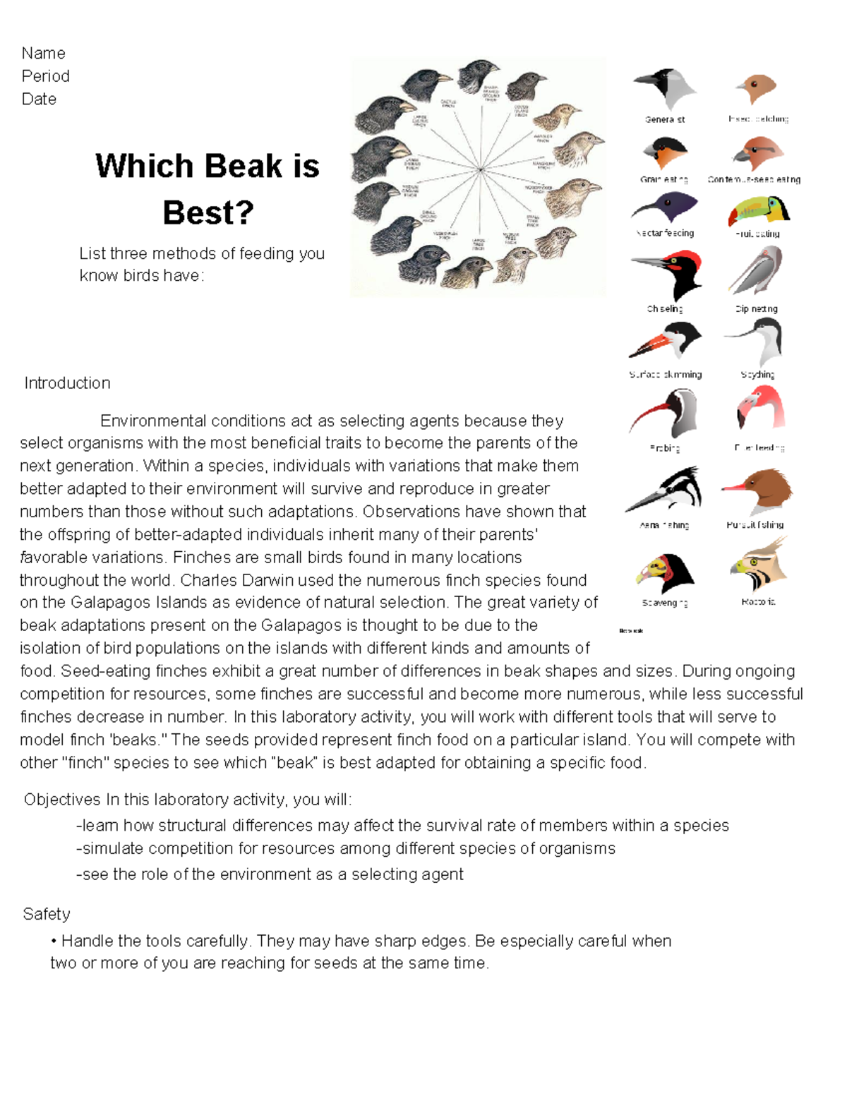 Which Beak is Best - Name Period Date Which Beak is Best? List three ...