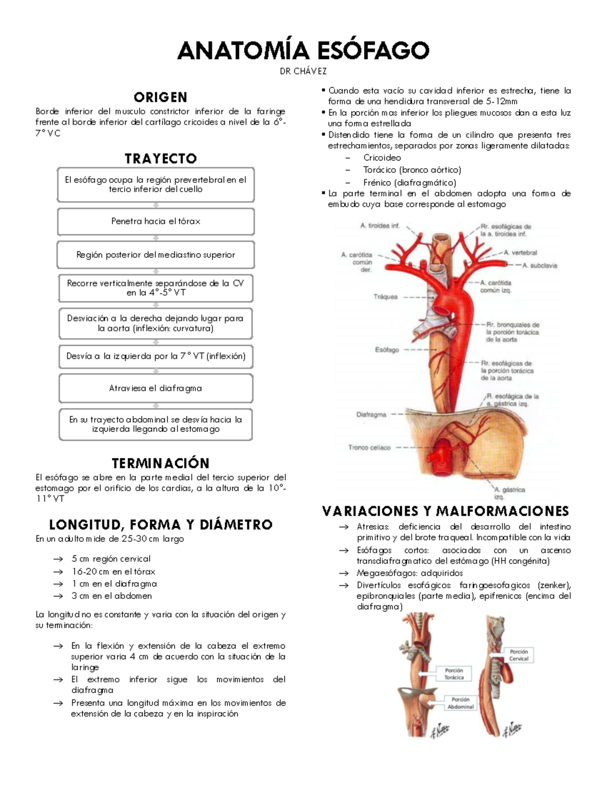 Anatomia Esofago - ANATOMÍA ESÓFAGO DR CHÁVEZ ORIGEN Borde inferior del ...
