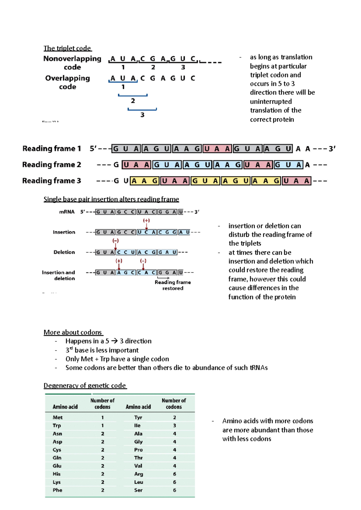 The triplet code - Studocu