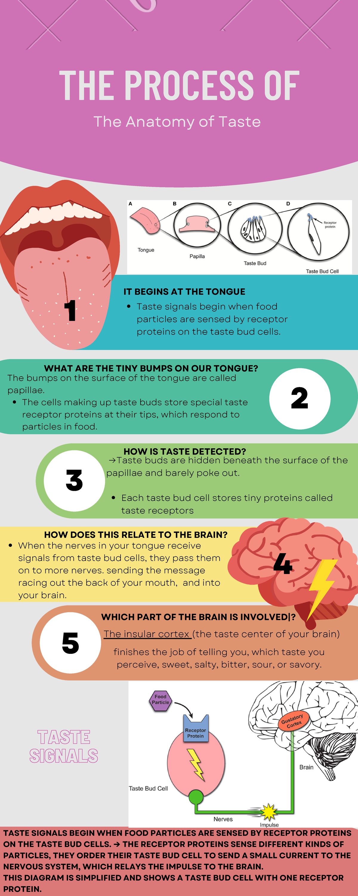Infographic Task 1 - assignment from class about taste and food - Taste ...