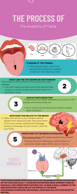 Task 1 - notes from task 1 taste - How taste relates to the brain? The ...