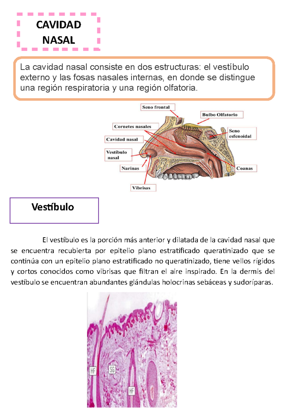 El vestíbulo es la porción más anterior y dilatada de la cavidad nasal ...