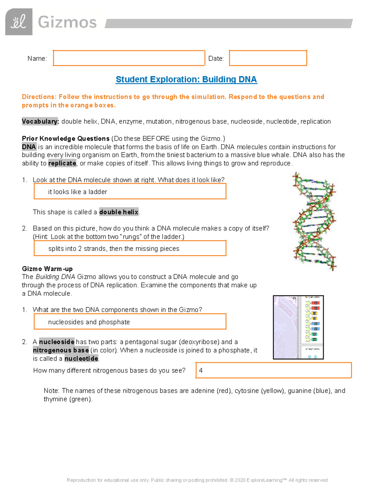 Building DNA Gizmo S24 - ... - Name: Date: Student Exploration ...