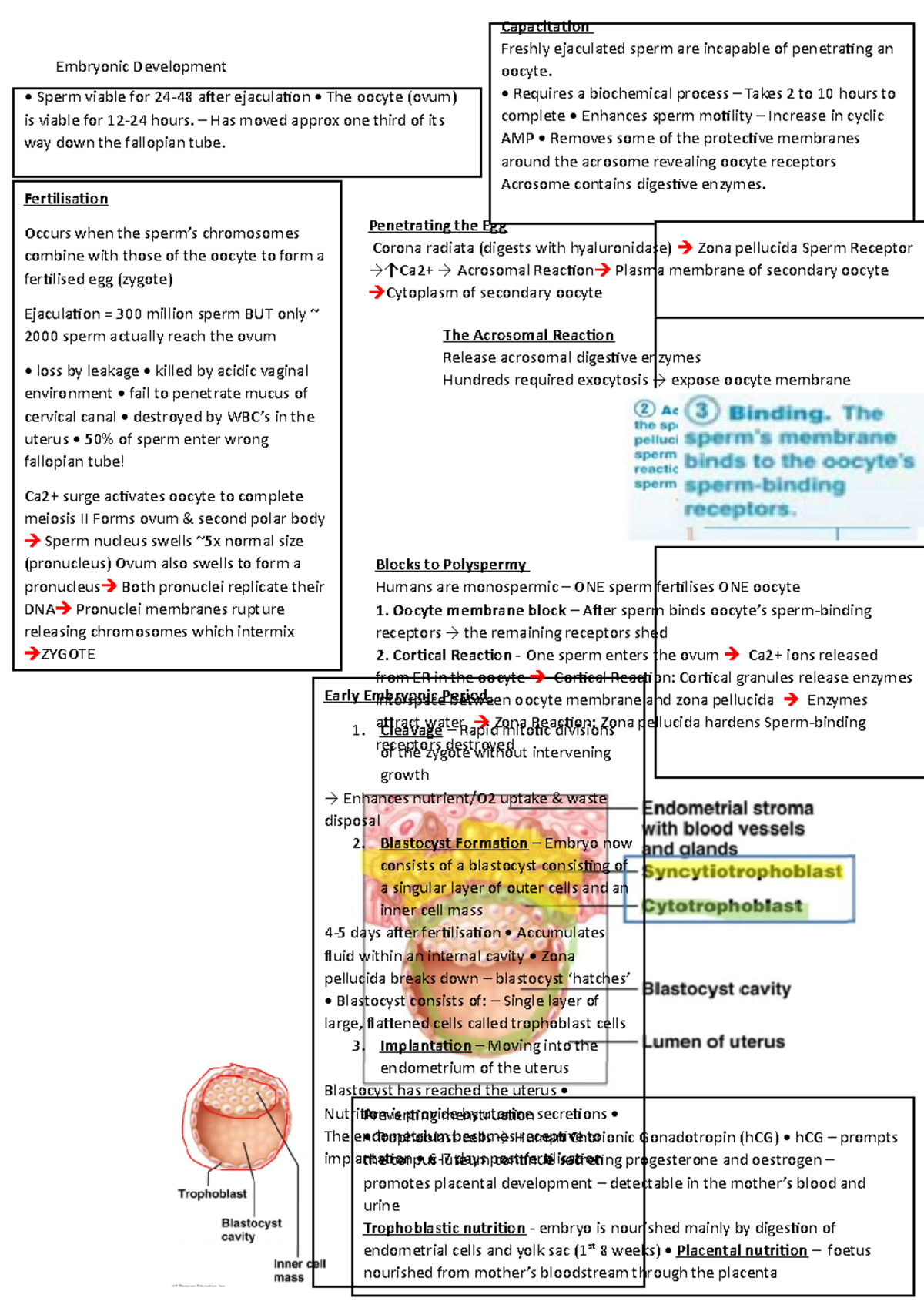 Lecture Notes on Embryonic Development including diagrams - Embryonic ...