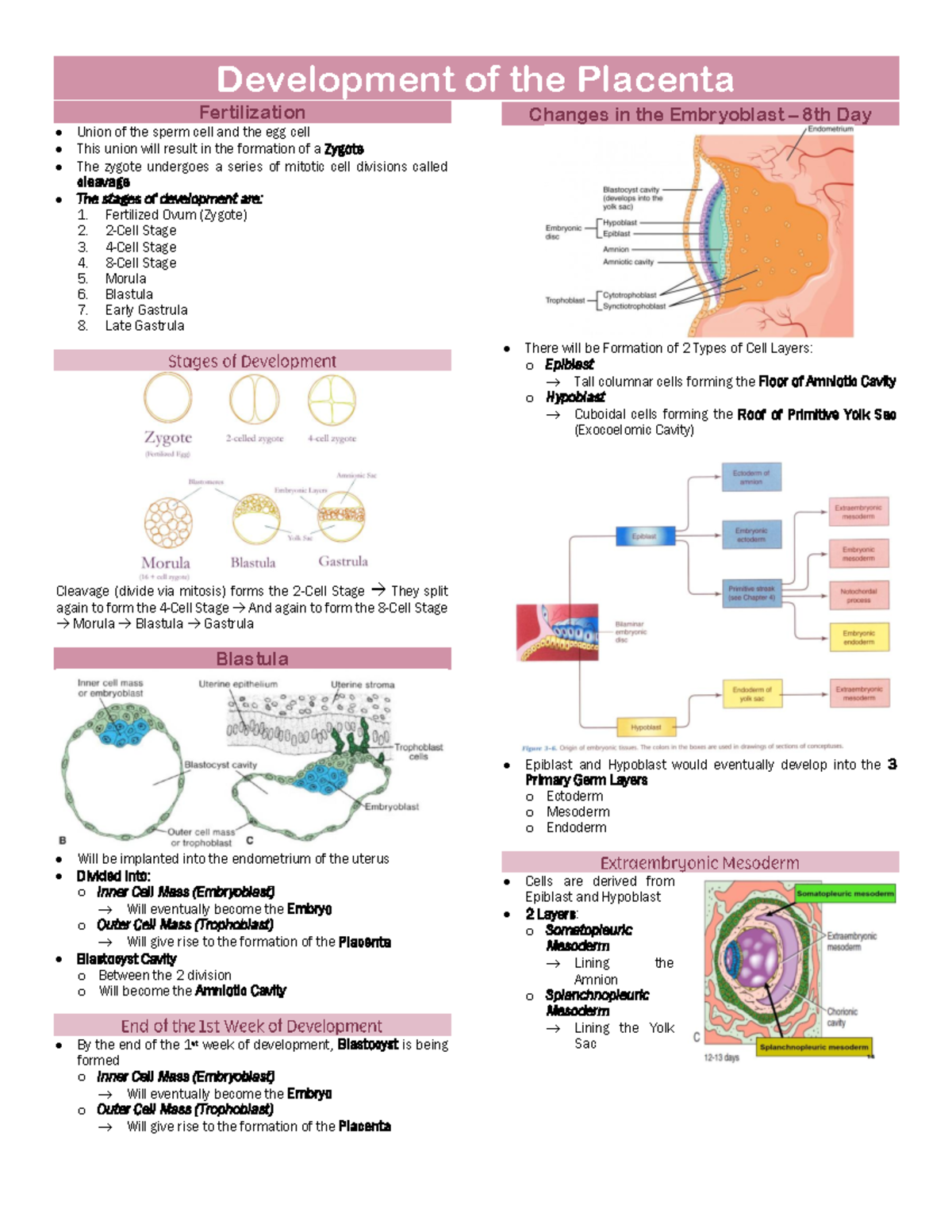Formation of the Placenta - Histology - Development of the Placenta ...
