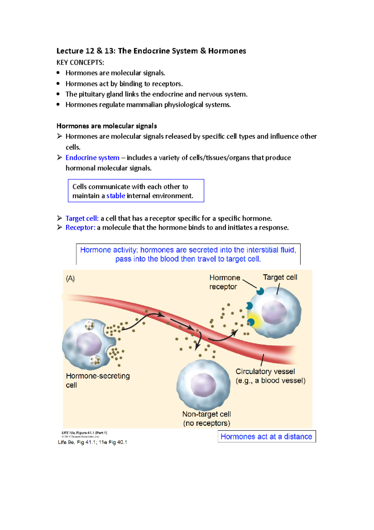 L12&13 the endocrine system&hormone - Lecture 12 & 13: The Endocrine ...