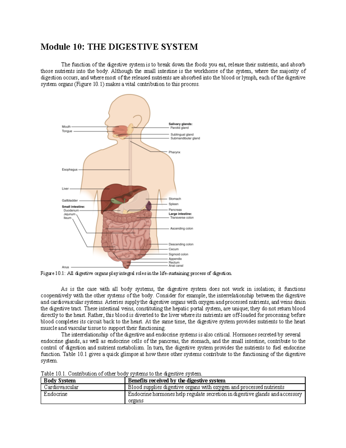 Module 10 Digestive System Module 10 THE DIGESTIVE SYSTEM The