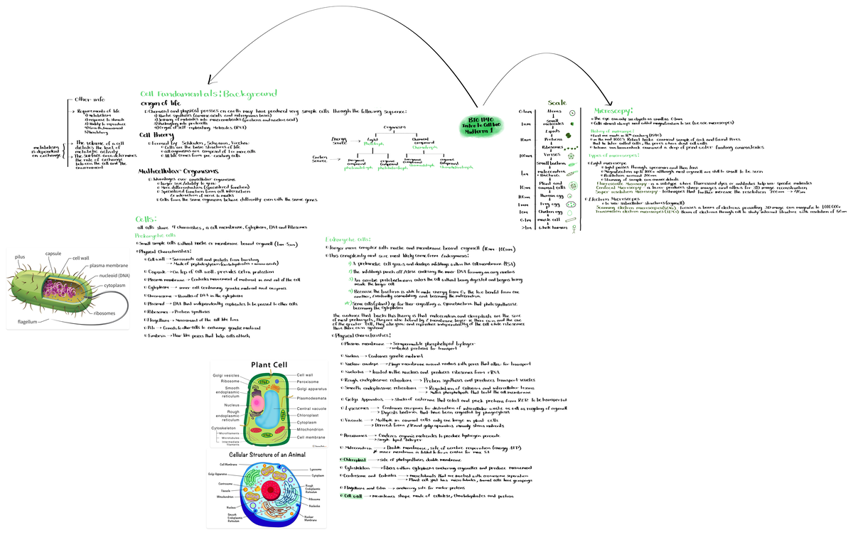 BIO1140 - Everything on cells, including organelle and background - BIO1140 - Studocu