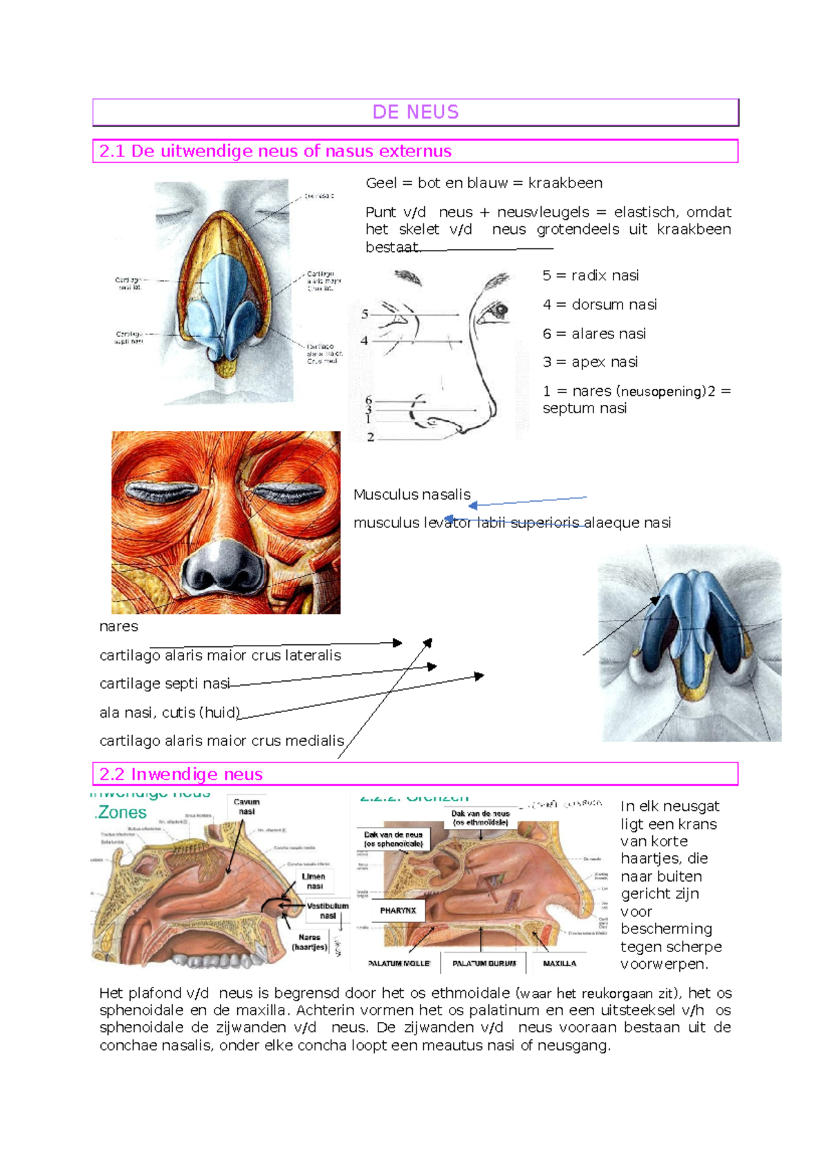 HET OOR - DE NEUS 2 De uitwendige neus of nasus externus Geel = bot en ...