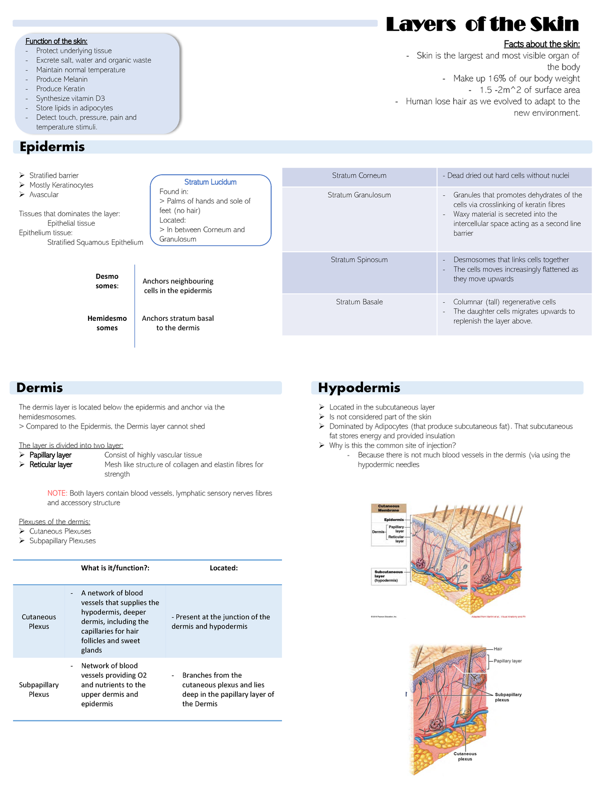 01 - COMPLETE NOTES - Layers of the Skin Epidermis Stratified barrier ...