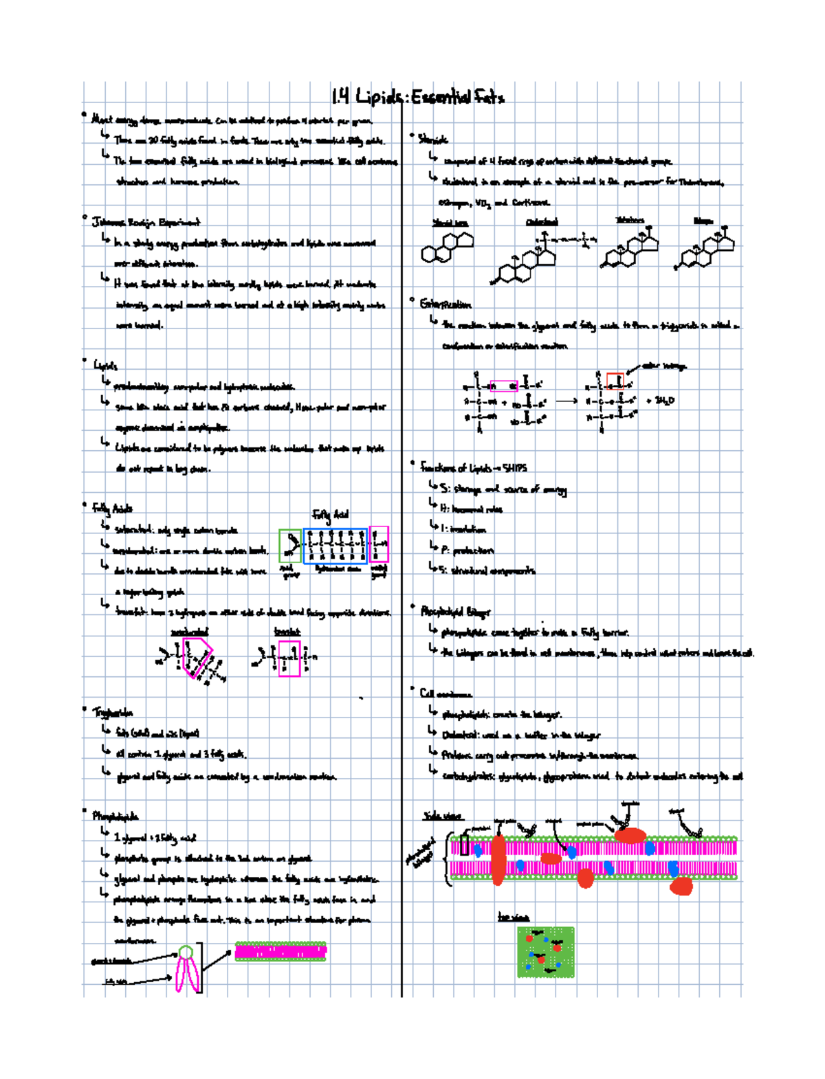SBI4U - 1.4 Lipids - 1 ...